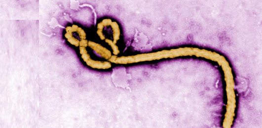ebola-banner – GNR Health