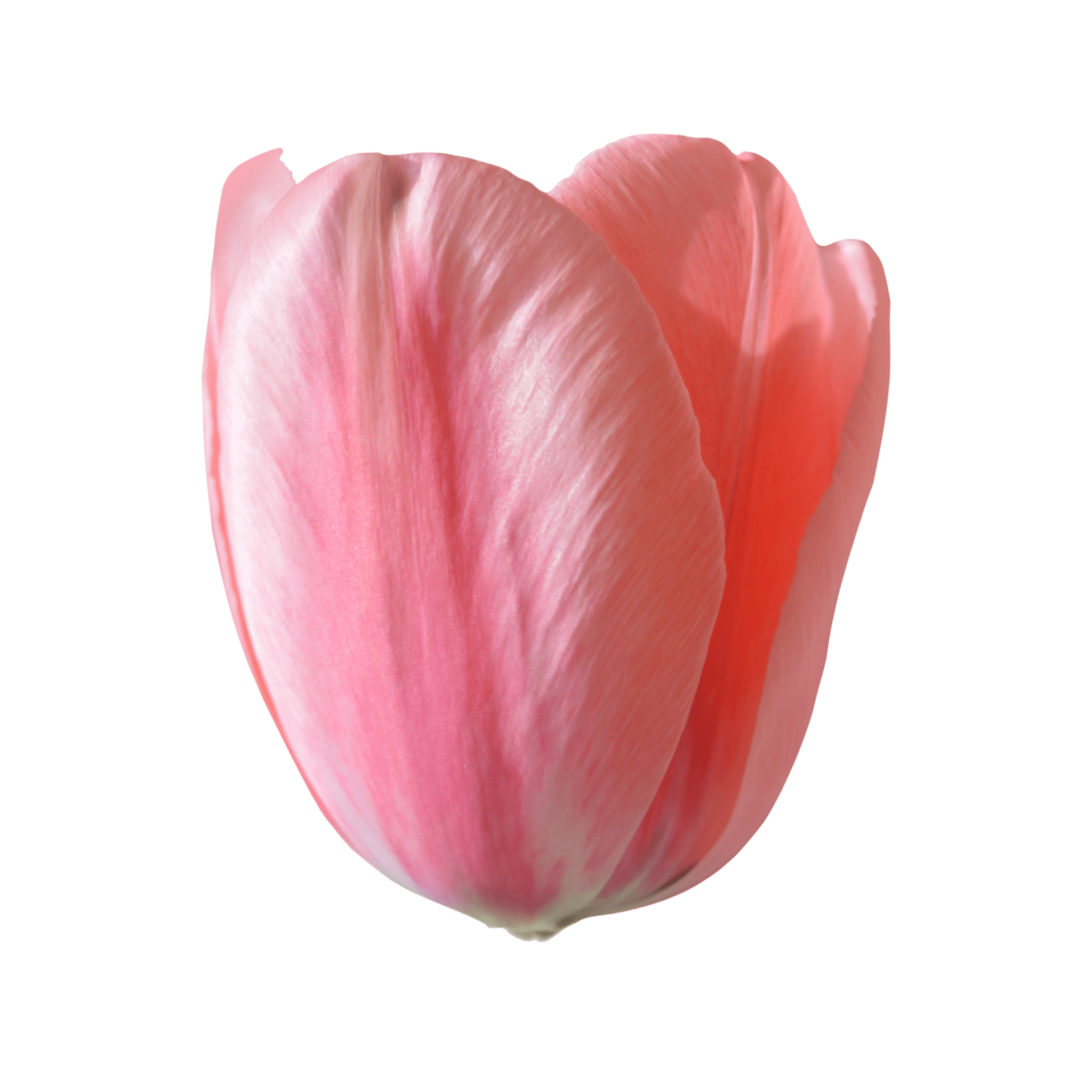 The Tulip Award – GNR Health